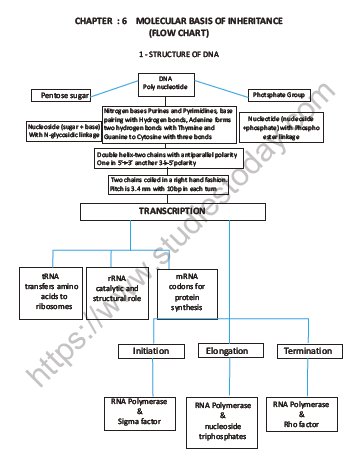 CBSE Class 12 Biology Molecular Basis of Inheritance Question Bank